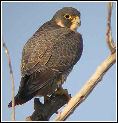 Birds of a Feather . . . - Good Sam Camping Blog