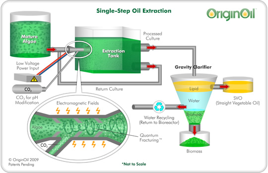 Algae: The New Oil? - Good Sam Camping Blog