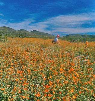 Spring in the Desert - Good Sam Camping Blog