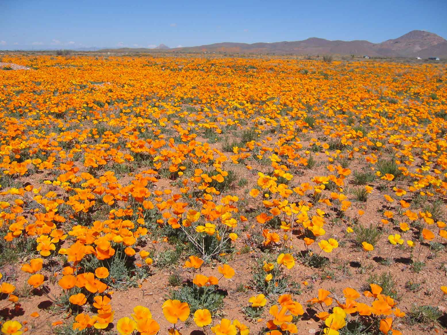 Spring in the desert is not far away - Good Sam Camping Blog