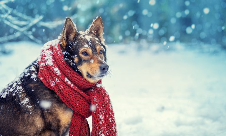 Winter RV dog travels — keeping your pet warm on the road.