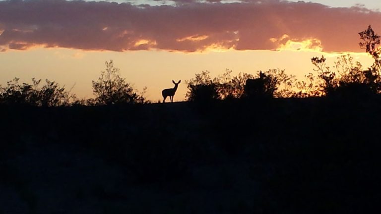 Cedar Cove RV Park, New Mexico Is The Place To Be Year Round!