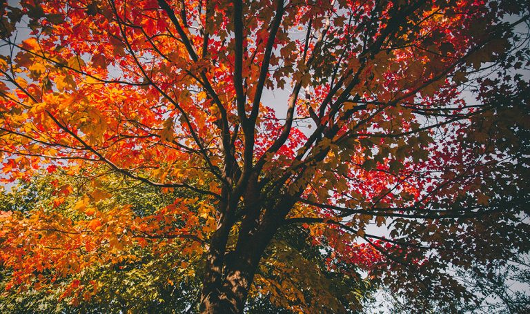 Enjoy a Fall Camping Trip | Autumn RVing | Good Sam Camping