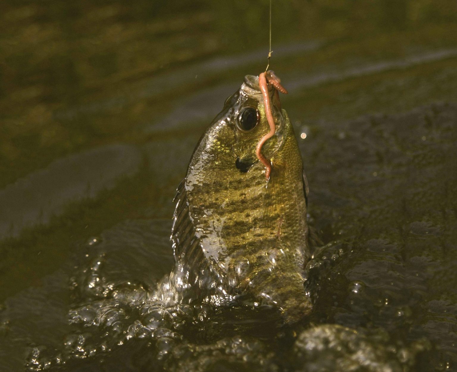 Winter Fishing Catches | Fish to Catch While Cold Still Lasts | Good Sam