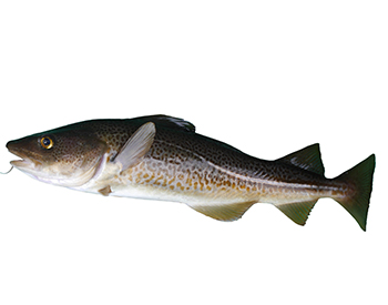 Alaska: Go North to Experience Untamed Wilderness