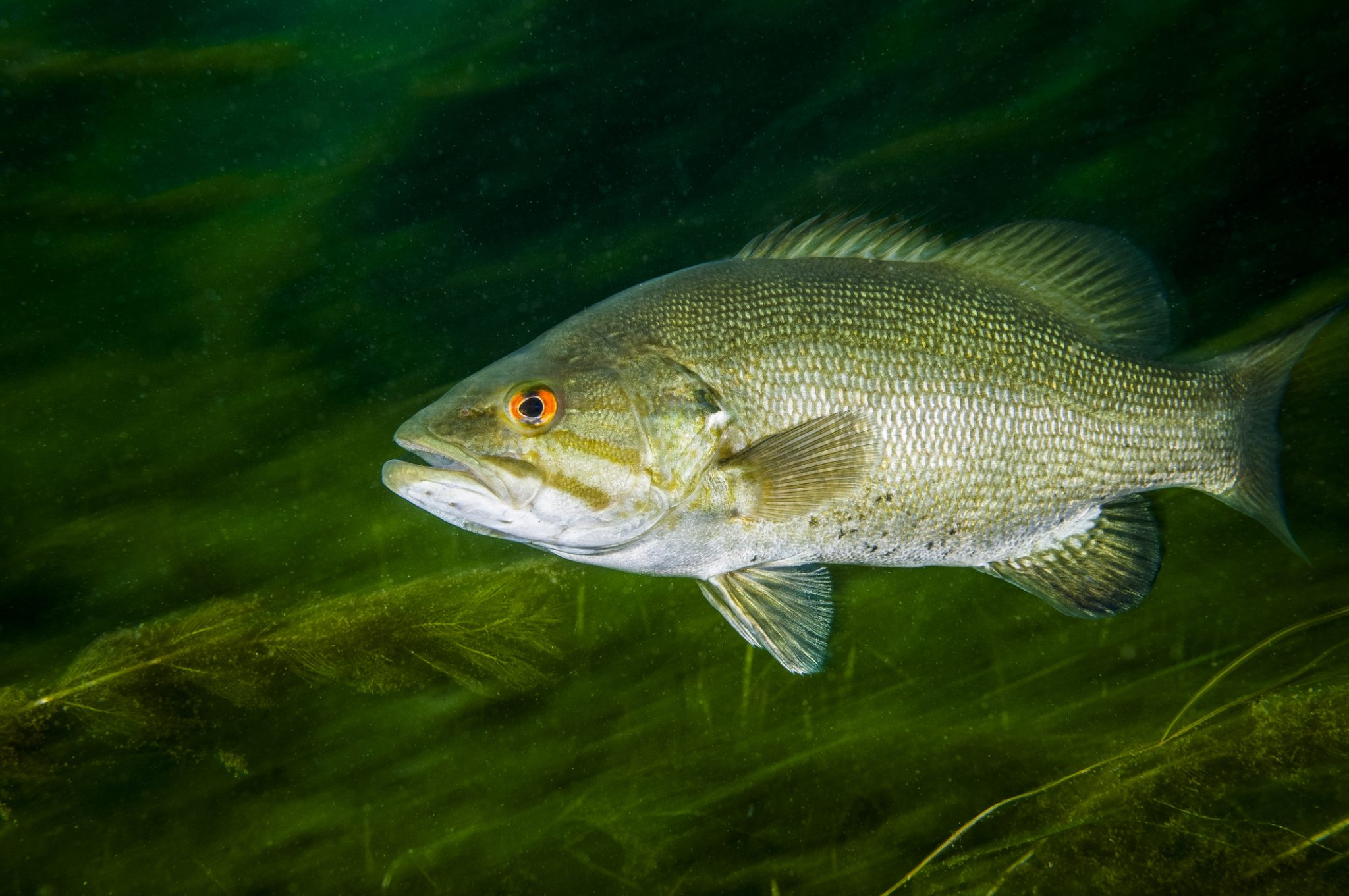 March through late May is bass spawning season | Good Sam